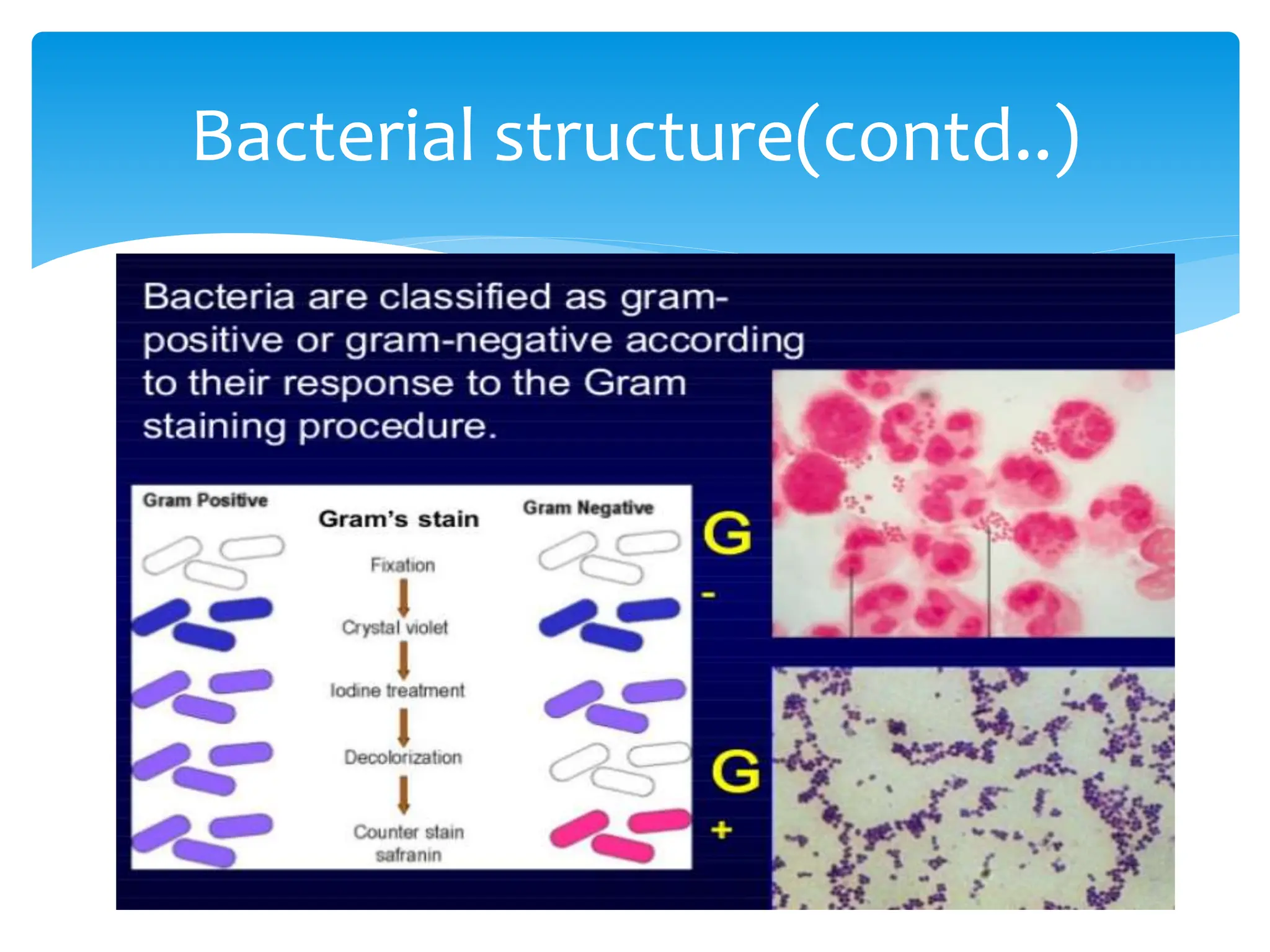 Bacterial cell structure and functions.pptx