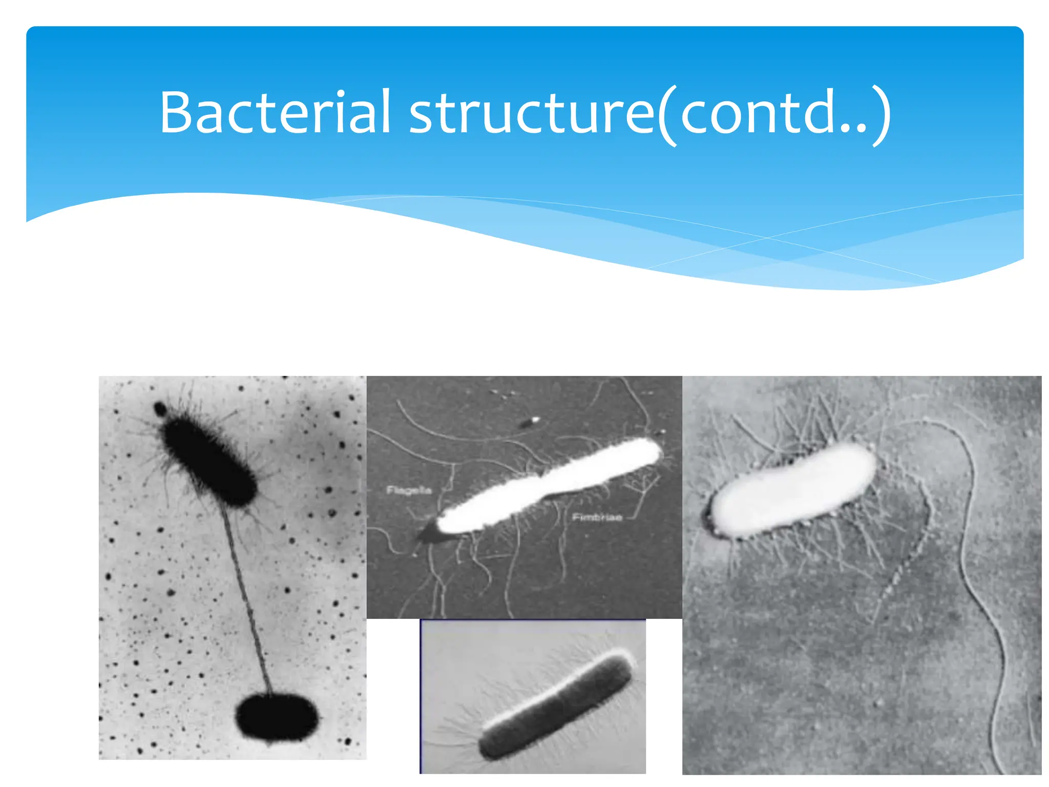Bacterial Cell Structure And Functions Pptx