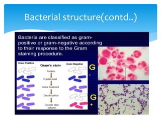 Bacterial cell structure and functions.pptx