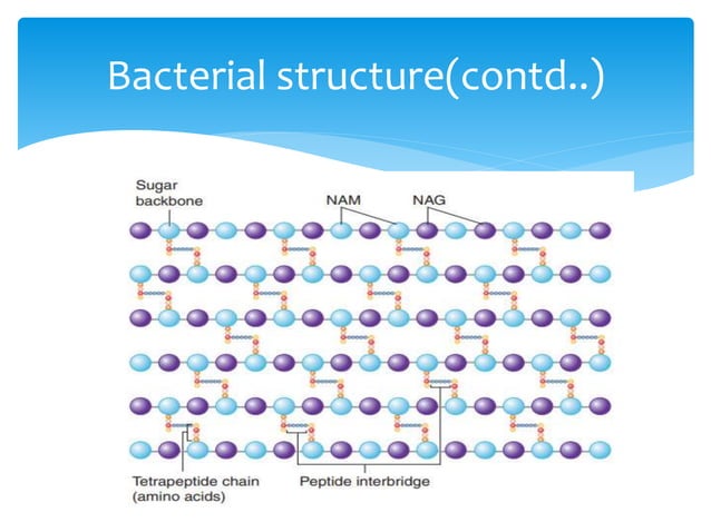 Bacterial cell structure and functions.pptx