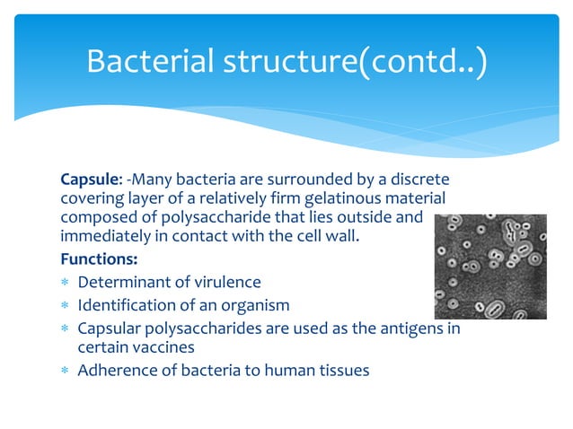 Bacterial Cell Structure And Functions Pptx