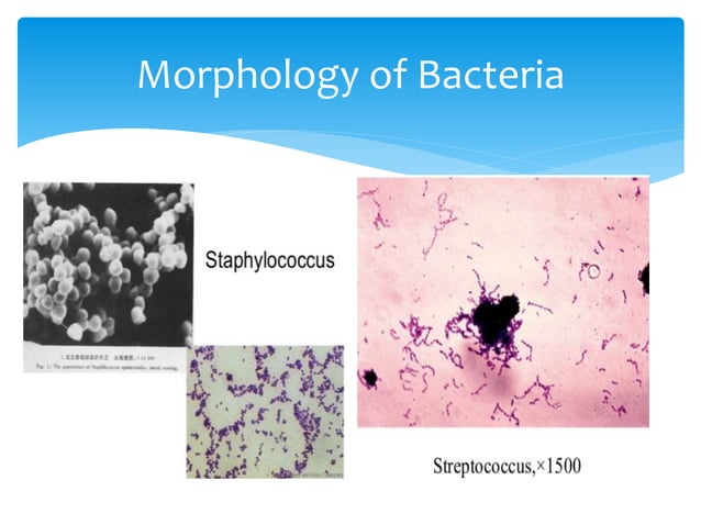 Bacterial Cell Structure And Functions Pptx