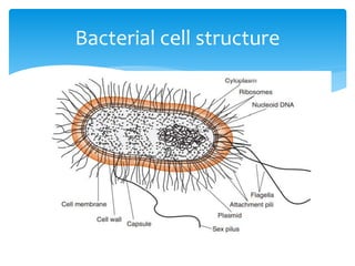 Bacterial cell structure and functions.pptx