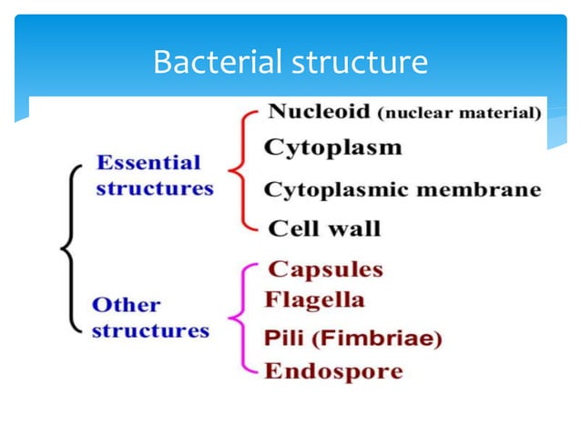 Bacterial cell structure and functions.pptx