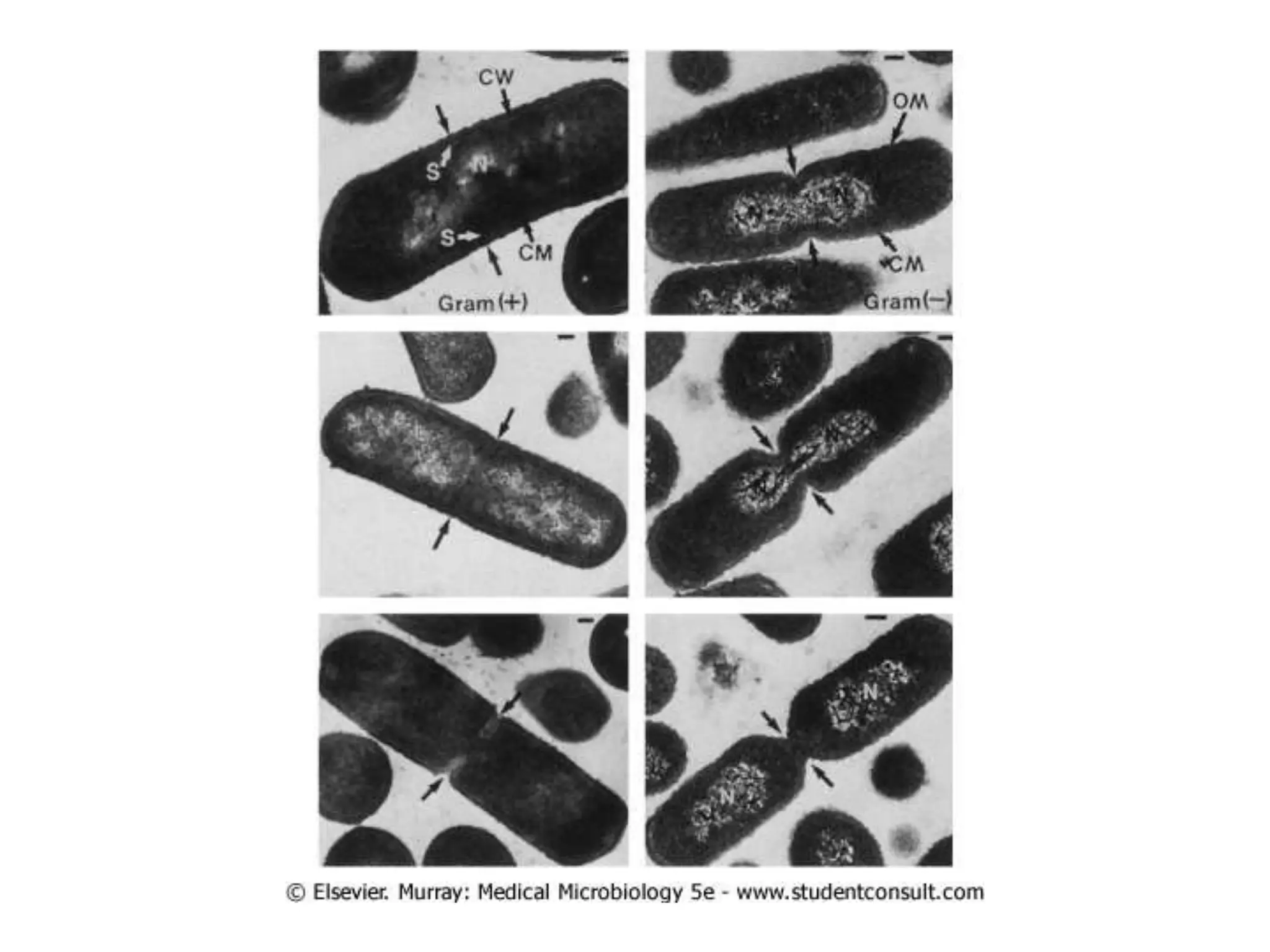 Bacterial cell structure & classification DR C P PRINCE | PPTX