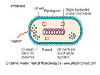 Bacterial cell structure & classification DR C P PRINCE | PPTX