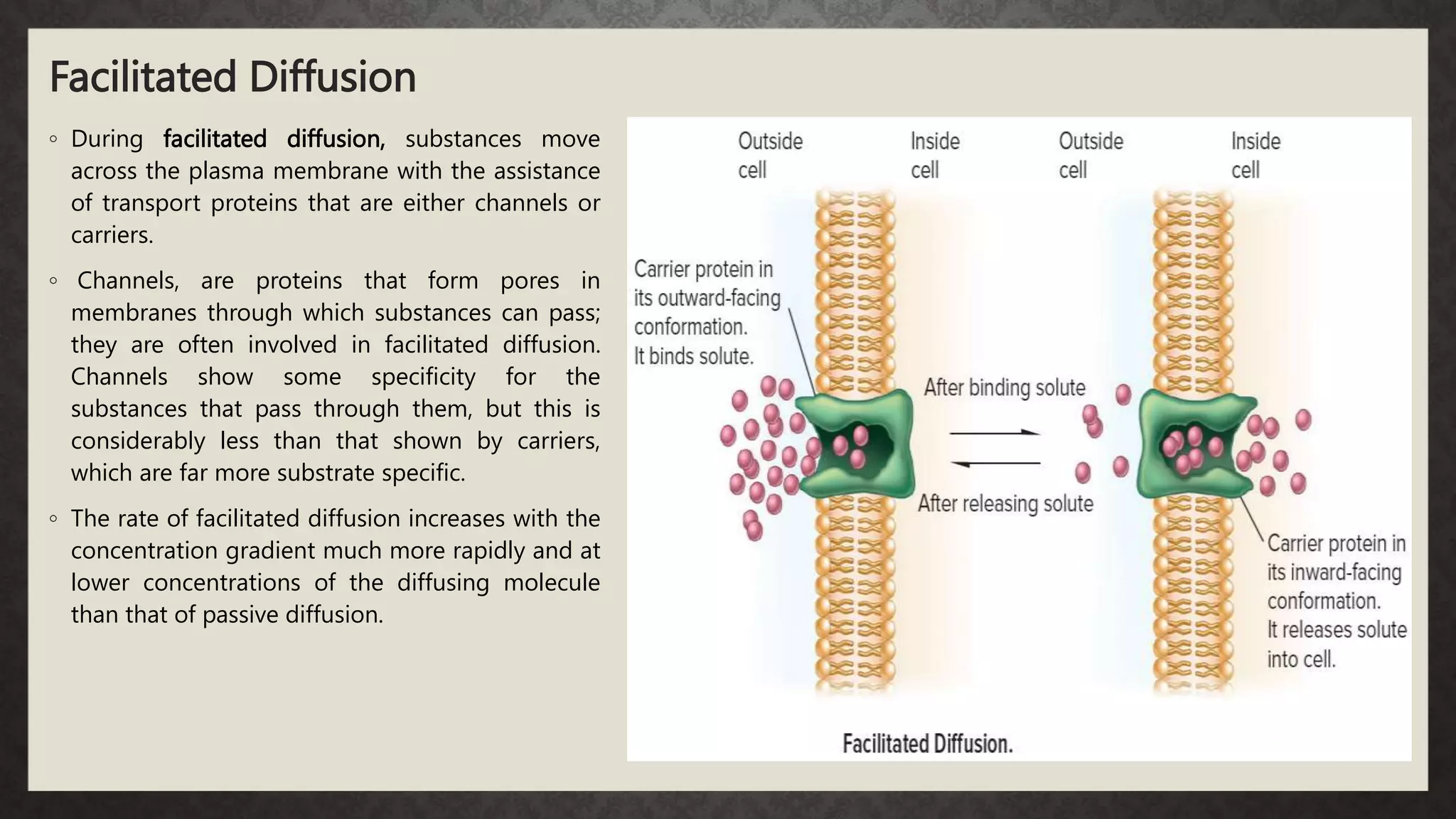 Bacterial Cell Ultrastructure.pptx