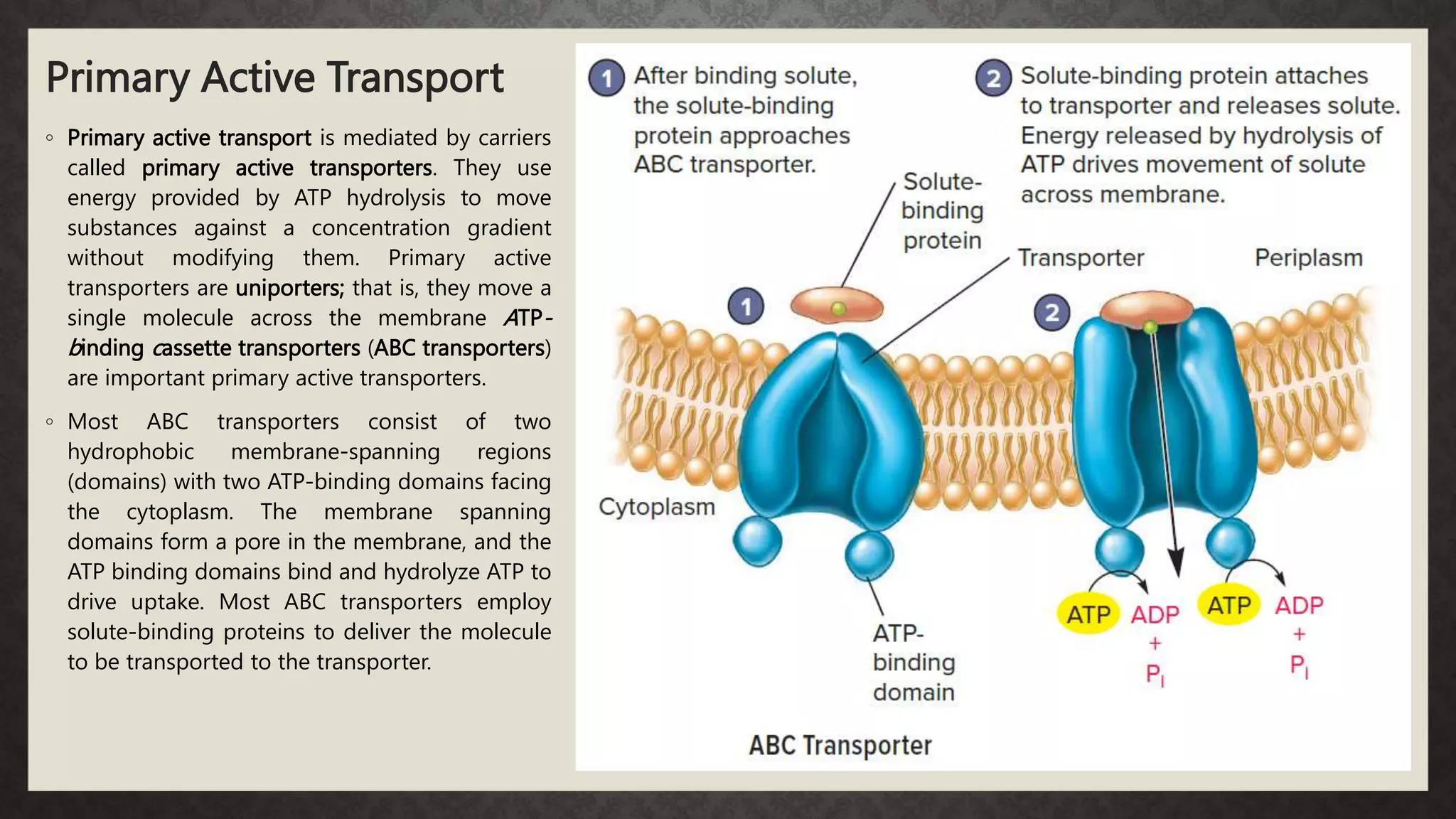 Bacterial Cell Ultrastructure.pptx