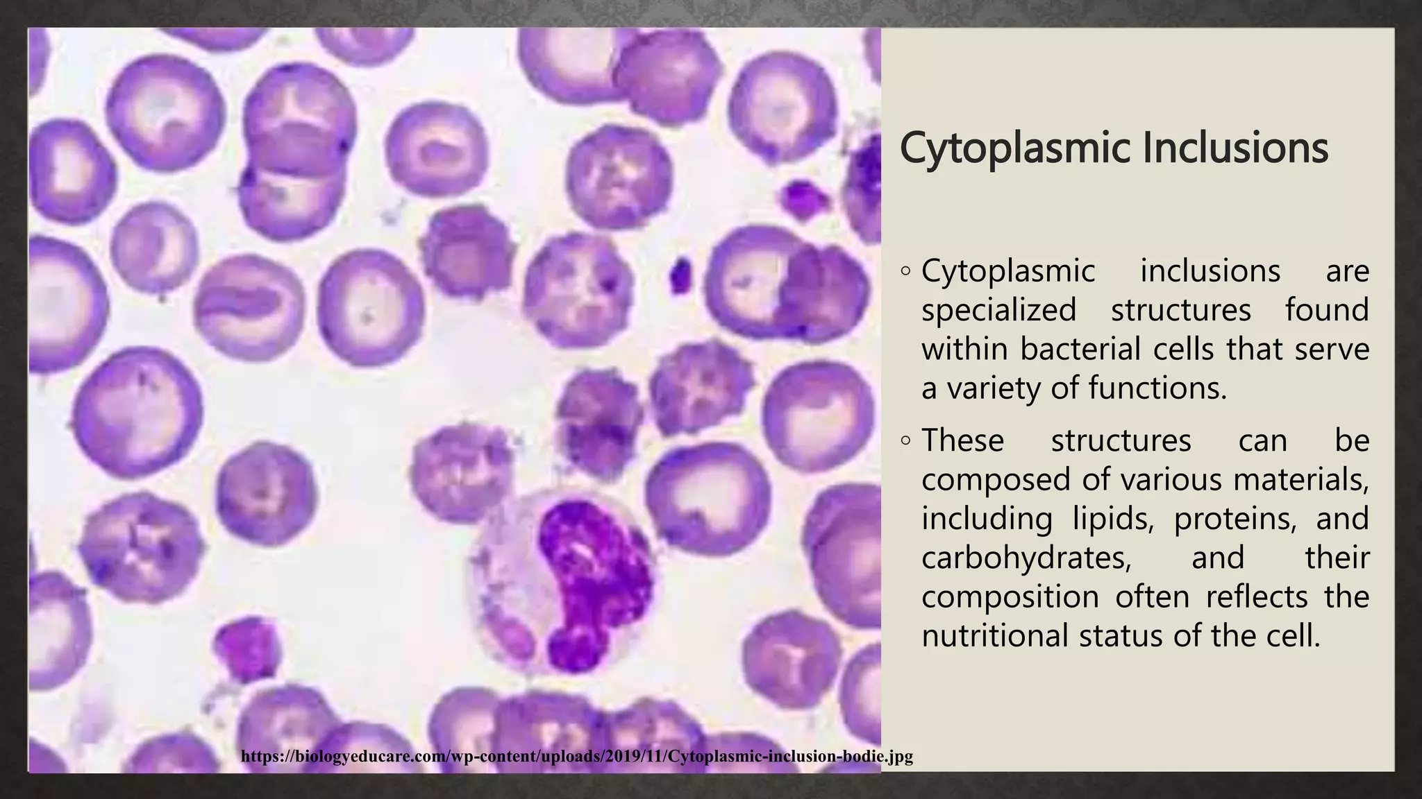 Bacterial Cell Ultrastructure.pptx