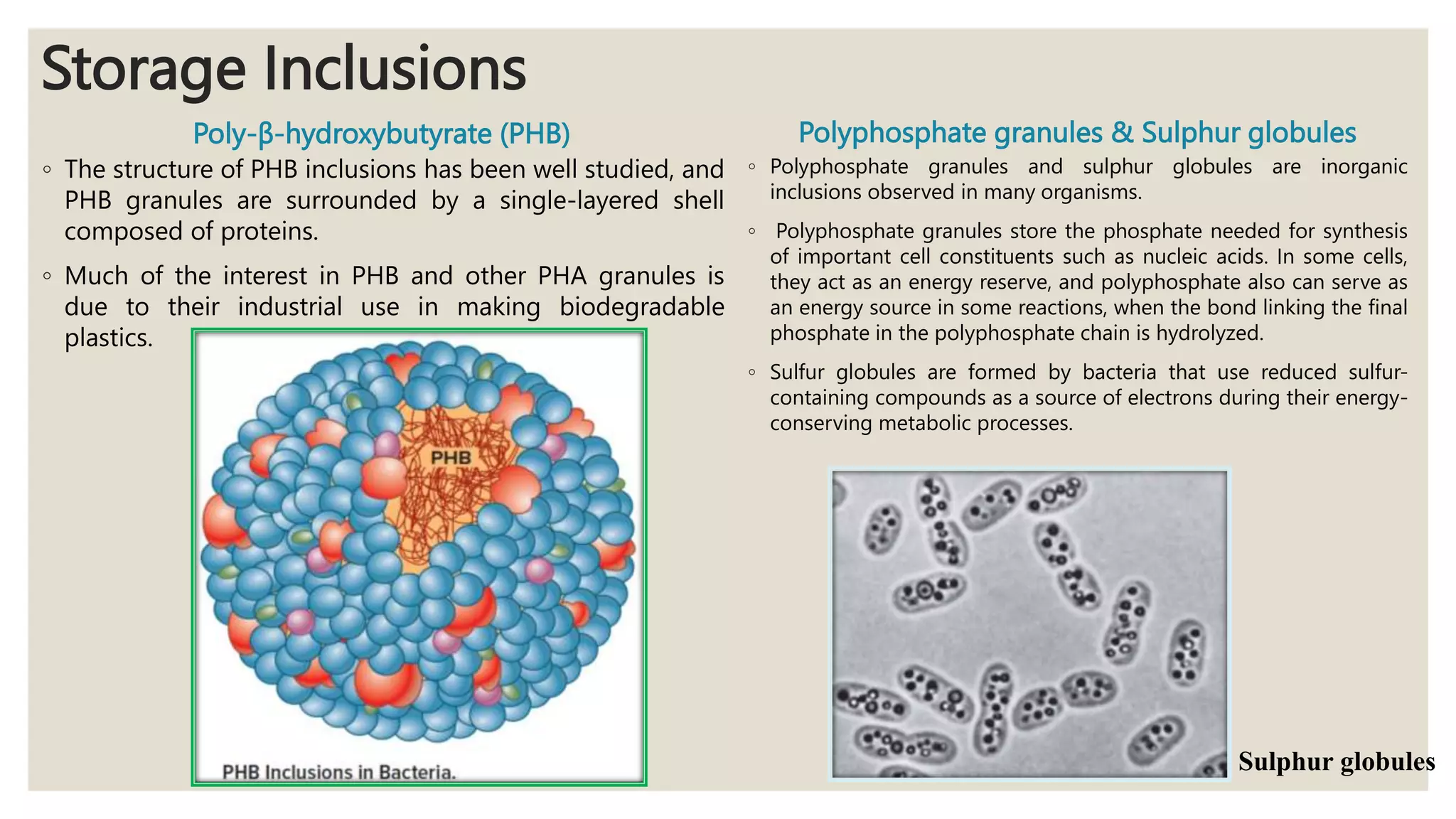 Bacterial Cell Ultrastructure.pptx
