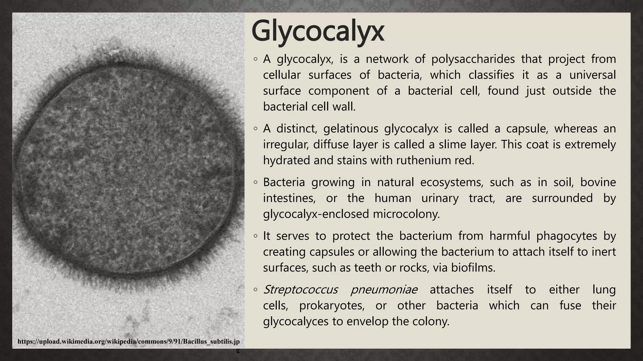 Bacterial Cell Ultrastructure.pptx