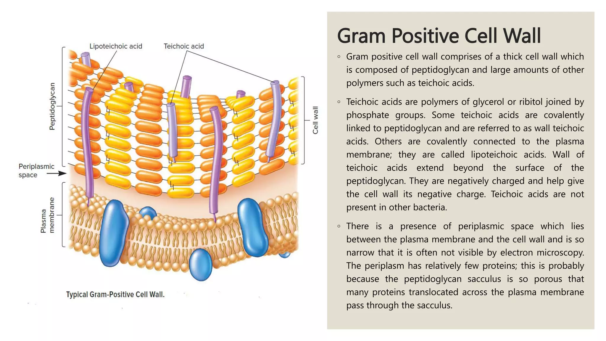 Bacterial Cell Ultrastructure.pptx