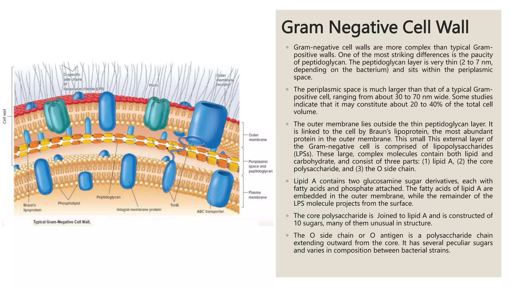 Bacterial Cell Ultrastructure.pptx