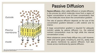 Bacterial Cell Ultrastructure.pptx