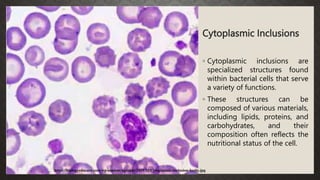 Bacterial Cell Ultrastructure.pptx