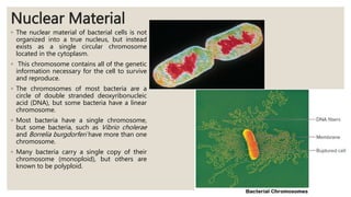 Bacterial Cell Ultrastructure.pptx