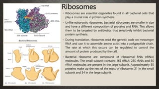 Bacterial Cell Ultrastructure.pptx