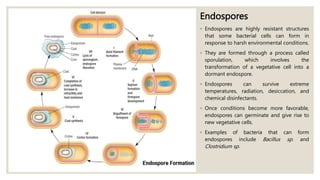 Bacterial Cell Ultrastructure.pptx