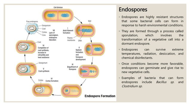 Bacterial Cell Ultrastructure.pptx