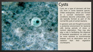 Bacterial Cell Ultrastructure.pptx