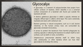 Bacterial Cell Ultrastructure.pptx