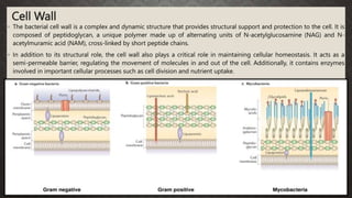 Bacterial Cell Ultrastructure.pptx