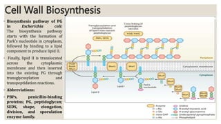 Bacterial Cell Ultrastructure.pptx