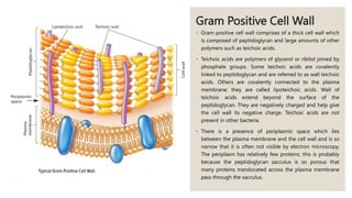 Bacterial Cell Ultrastructure.pptx