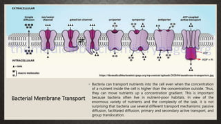Bacterial Cell Ultrastructure.pptx