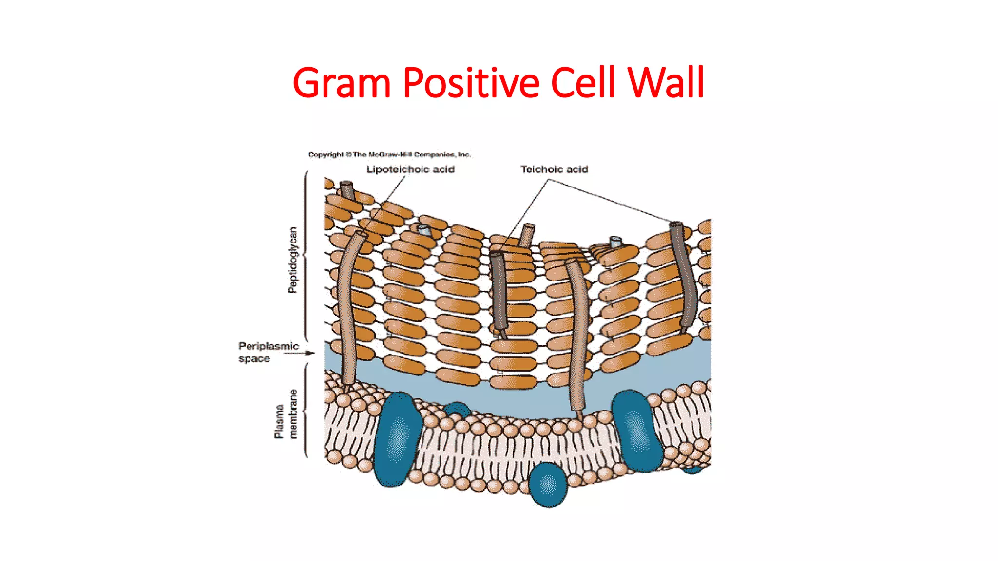 Bacterial cell wall | PPTX