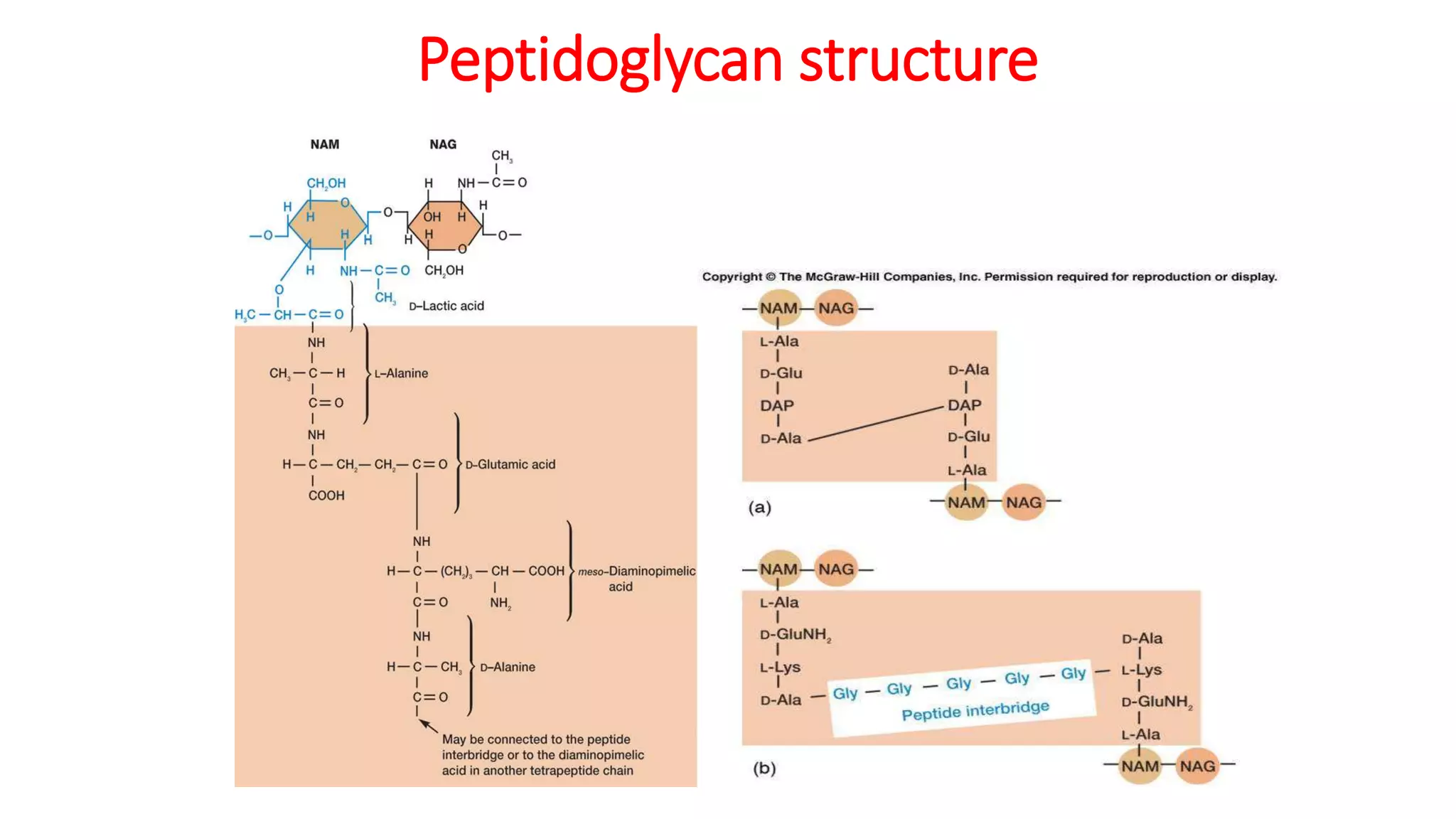Bacterial cell wall | PPTX