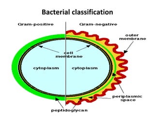 Bacterial cell wall | PPT