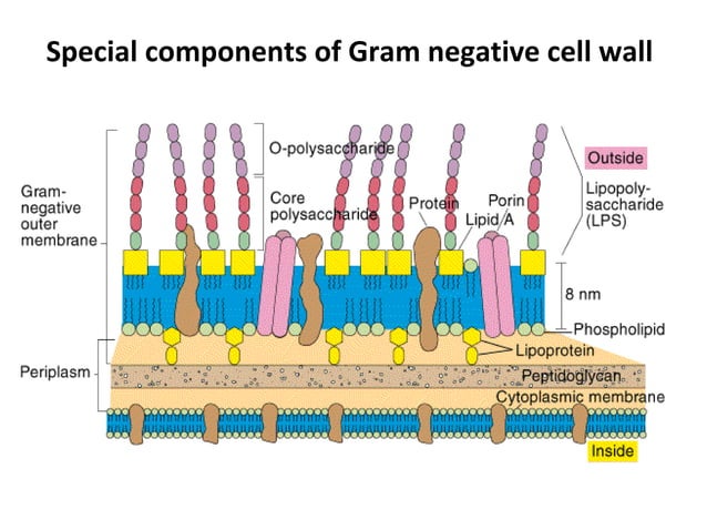 Bacterial cell wall