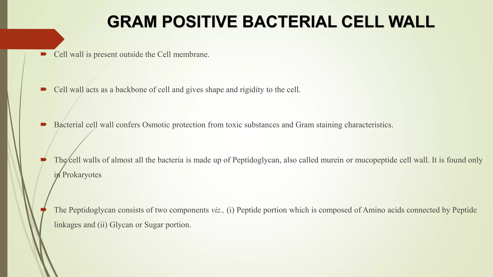 BACTERIAL CELL WALL | PPTX