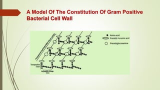 BACTERIAL CELL WALL | PPTX