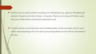 BACTERIAL CELL WALL | PPTX