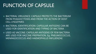 BACTERIAL CELL WALL of microbiology labs | PPT