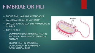 BACTERIAL CELL WALL of microbiology labs | PPT