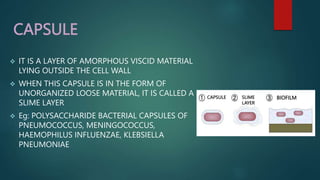 BACTERIAL CELL WALL of microbiology labs | PPT