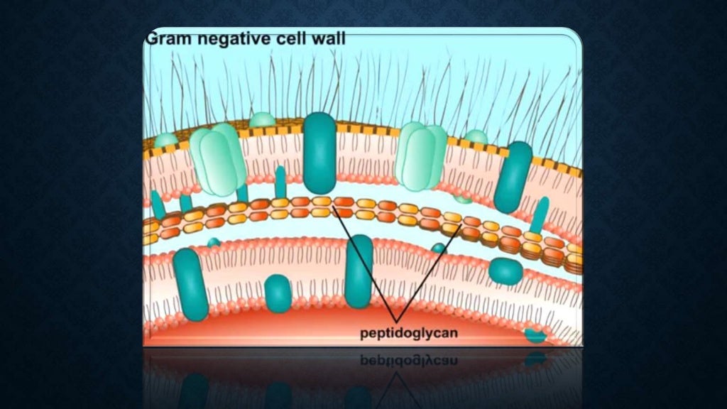 Bacterial cell wall synthesis