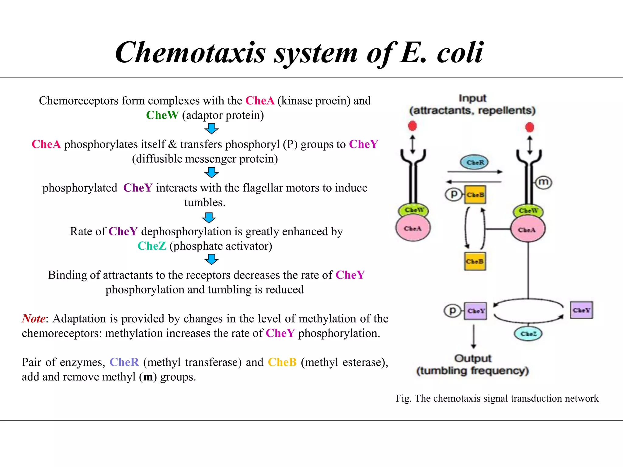 Bacterial chemotaxis swaati | PDF