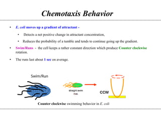 Bacterial chemotaxis swaati | PDF