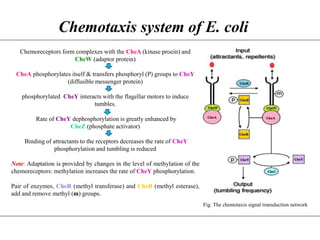 Bacterial chemotaxis swaati | PDF