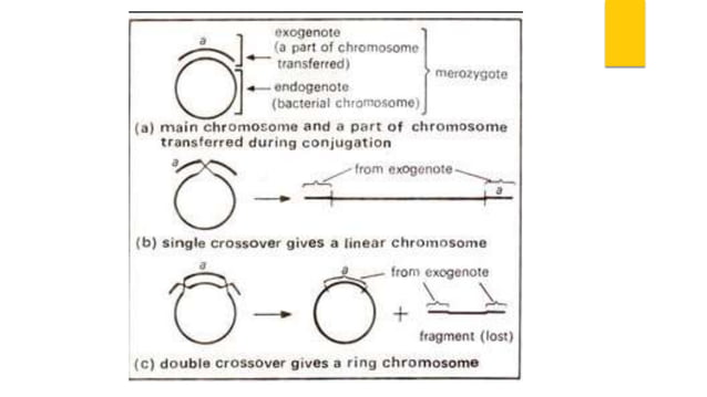 Bacterial Chromosome Mapping.pptx