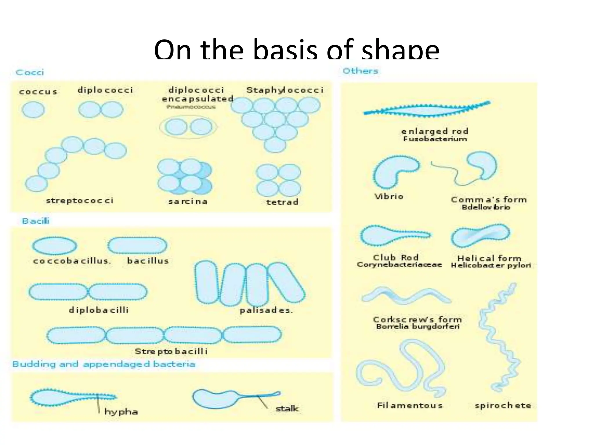 Bacterial classification.pptx | Chemistry | Science