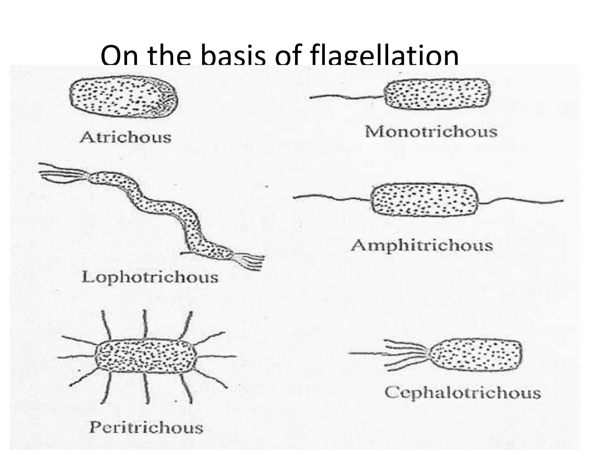 Bacterial classification.pptx | Chemistry | Science