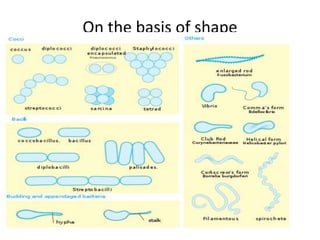 Bacterial classification.pptx | Chemistry | Science