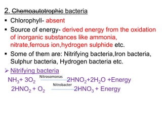Bacterial classification.pptx | Chemistry | Science