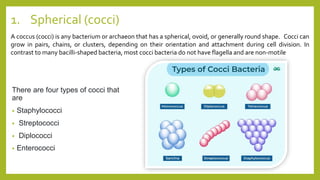 Bacteria l classification(sperical).pptx