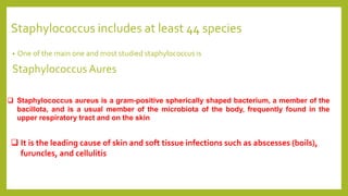 Bacteria l classification(sperical).pptx